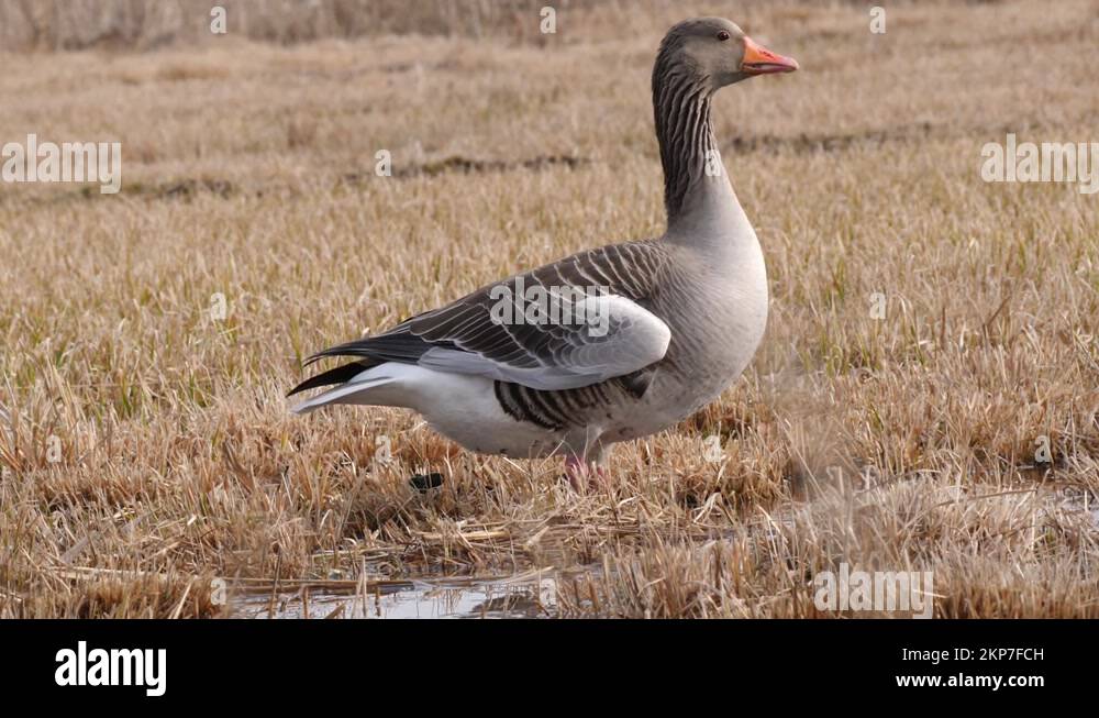 Avian predators Stock Videos & Footage - HD and 4K Video Clips - Alamy