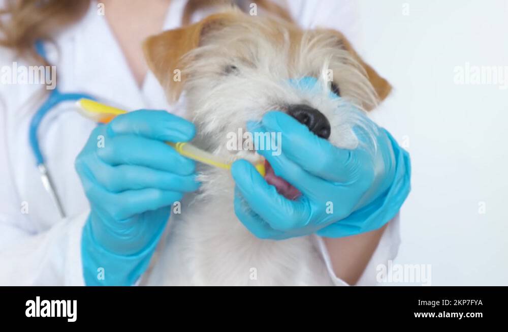 The doctor cleans the teeth of a Jack Russell Terrier. Open mouth of a ...
