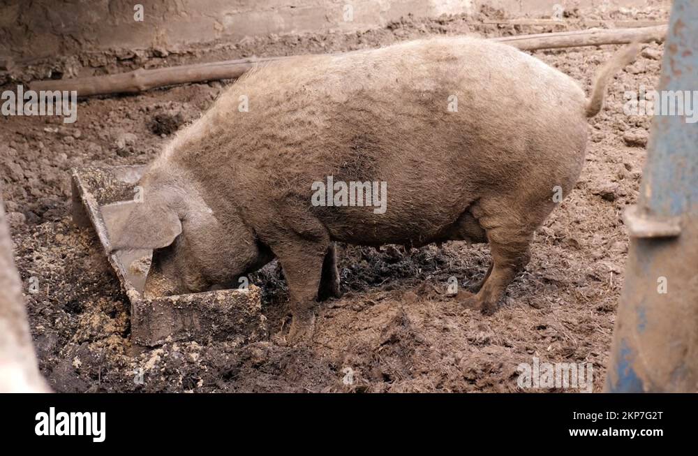 Pig manure Stock Videos & Footage - HD and 4K Video Clips - Alamy