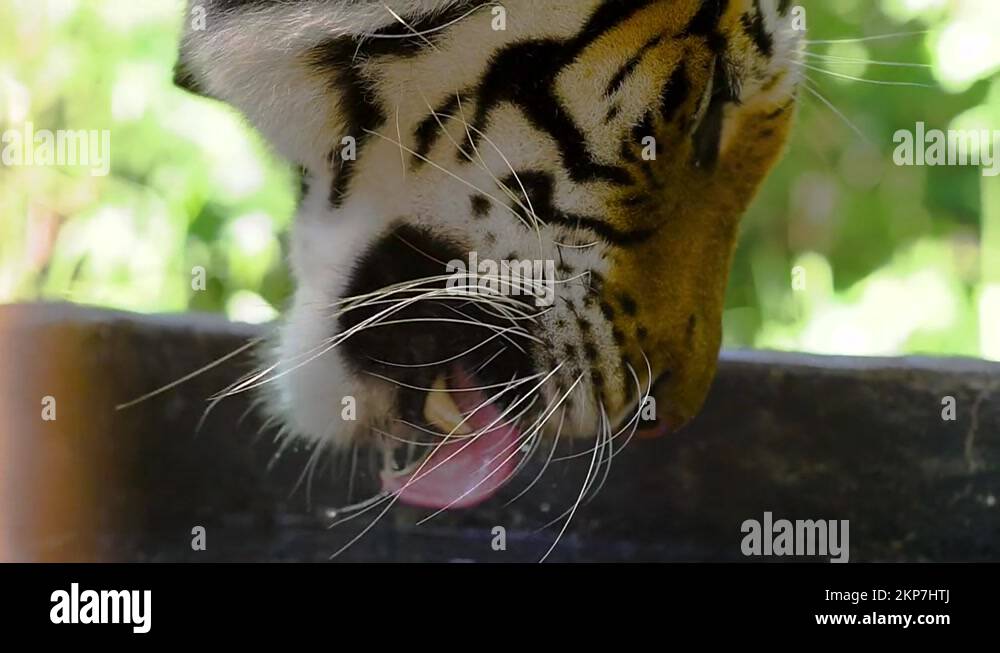 Tiger tongue close up Stock Videos & Footage - HD and 4K Video Clips ...