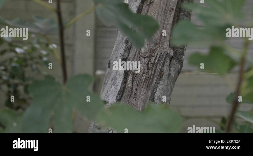 Trunk of fig tree Stock Videos & Footage - HD and 4K Video Clips - Alamy