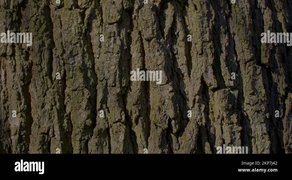 Different types of tree Stock Videos & Footage - HD and 4K Video Clips ...