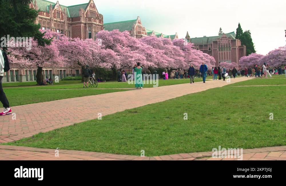 Seattle WA 2022 Cherry Blossom Trees at University of Washington Campus ...