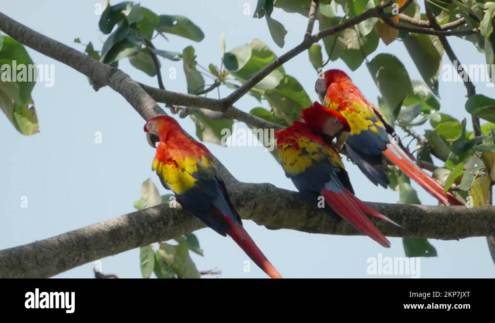 two scarlet macaws rest as a third preens its feathers at jaco in costa ...