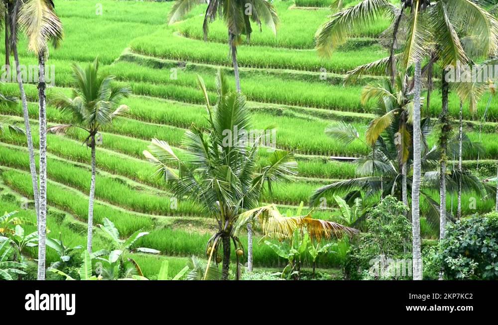 Rice terrace at Babahan village in Tabanan regency of Bali Stock Video ...
