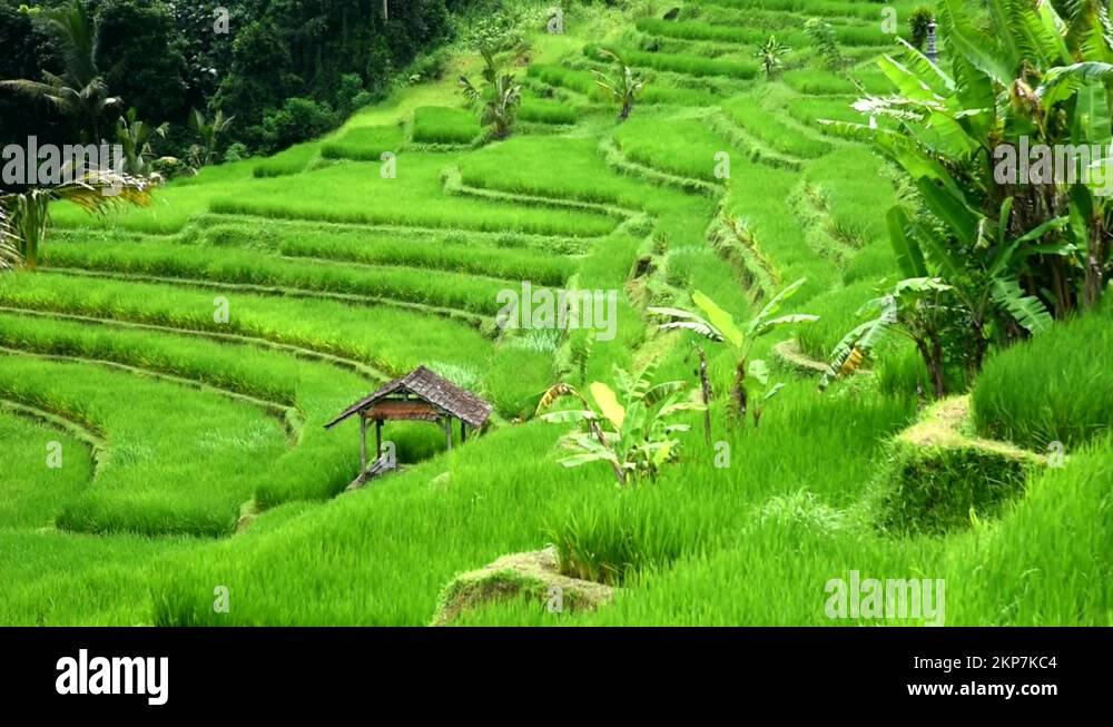 Rice terrace at Babahan village in Tabanan regency of Bali Stock Video ...
