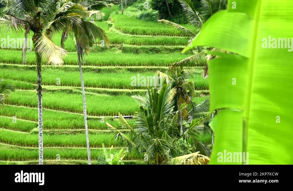 Rice terrace at Babahan village in Tabanan regency of Bali Stock Video ...