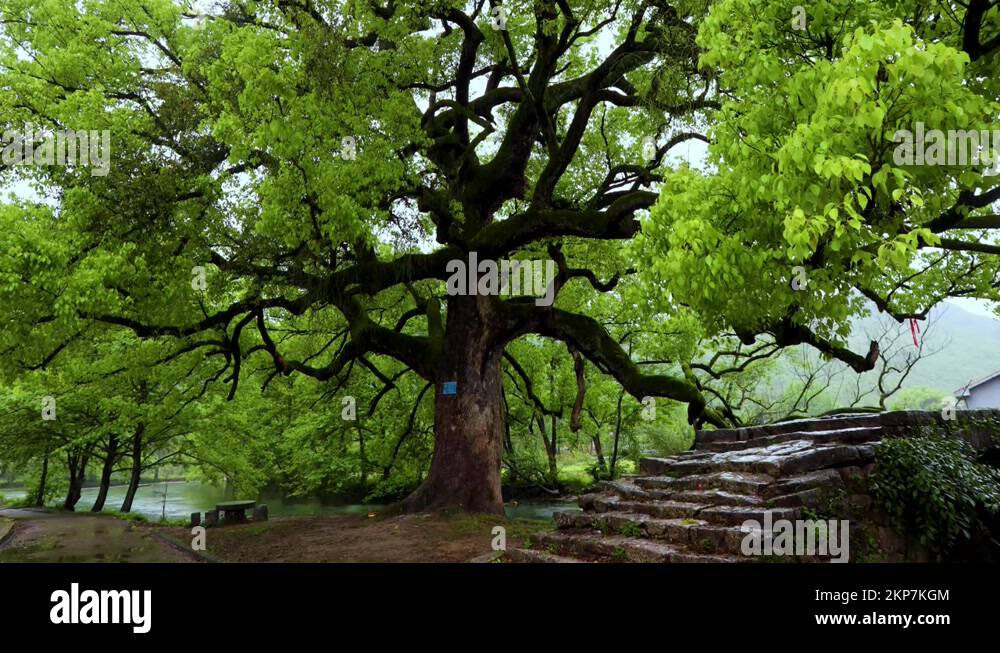 Thousand year old tree Stock Videos & Footage - HD and 4K Video Clips ...