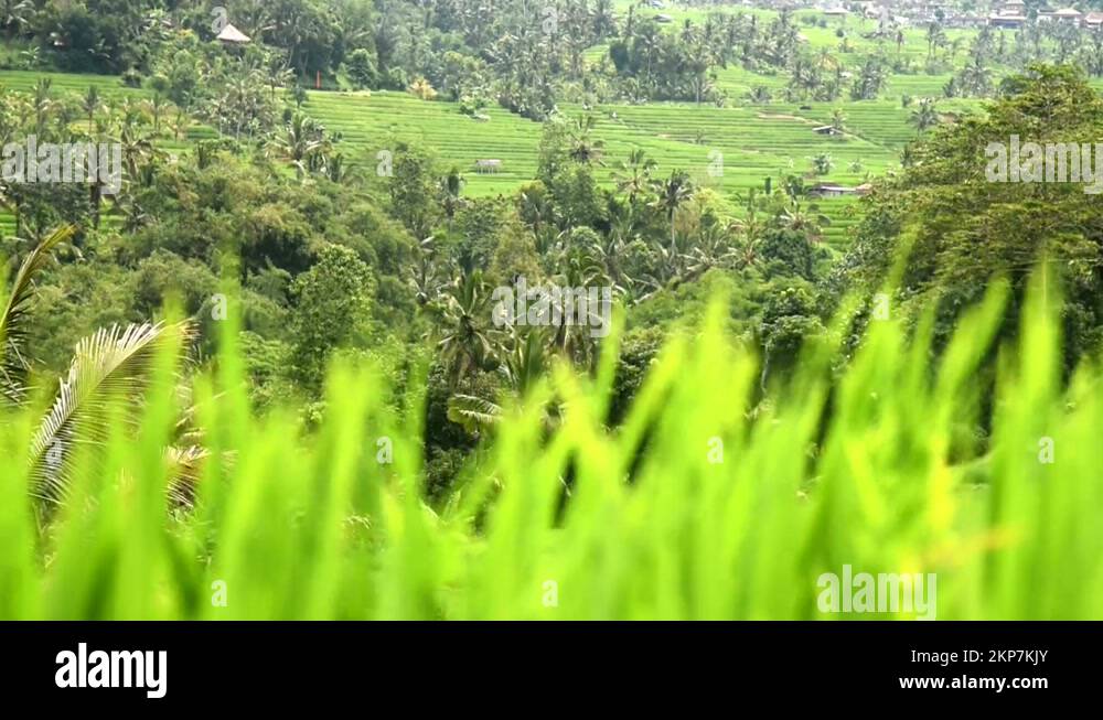 Rice terrace at Babahan village in Tabanan regency of Bali Stock Video ...