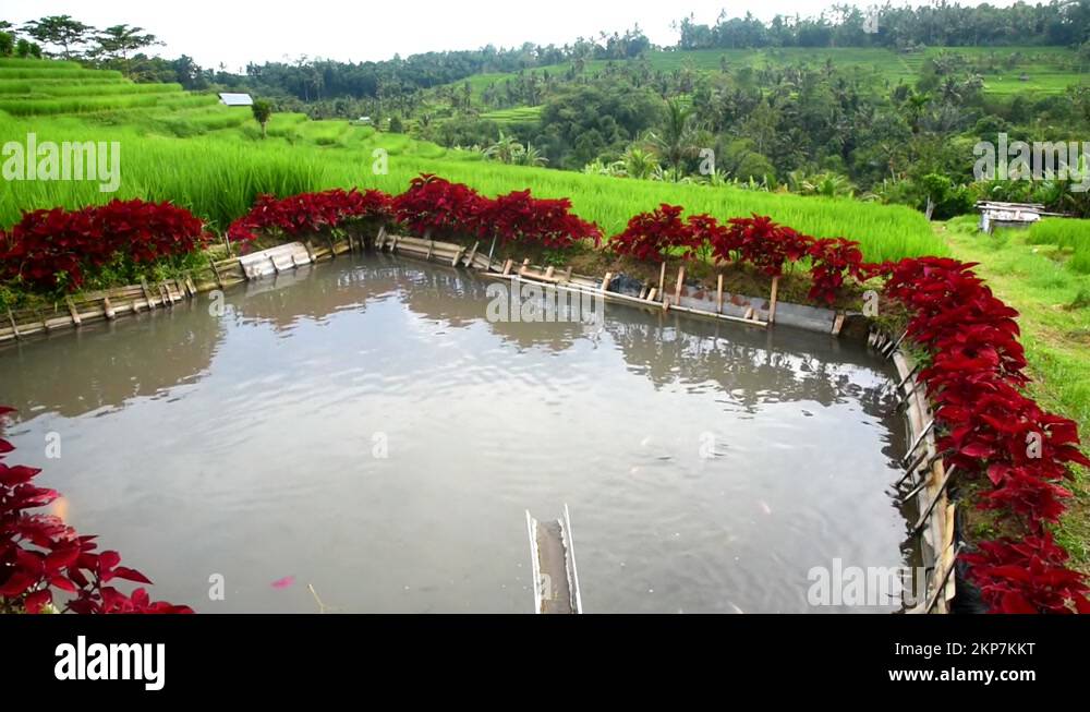 Rice terrace at Babahan village in Tabanan regency of Bali Stock Video ...