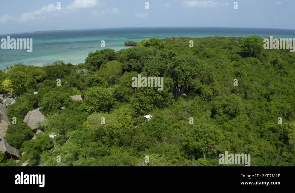 Baobab tree in coastal rainforest with fishing village on Kwale island ...