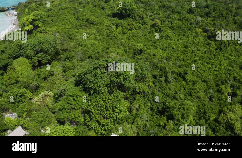 Baobab tree in Kwale island rainforest on ocean coast of Zanzibar Stock ...