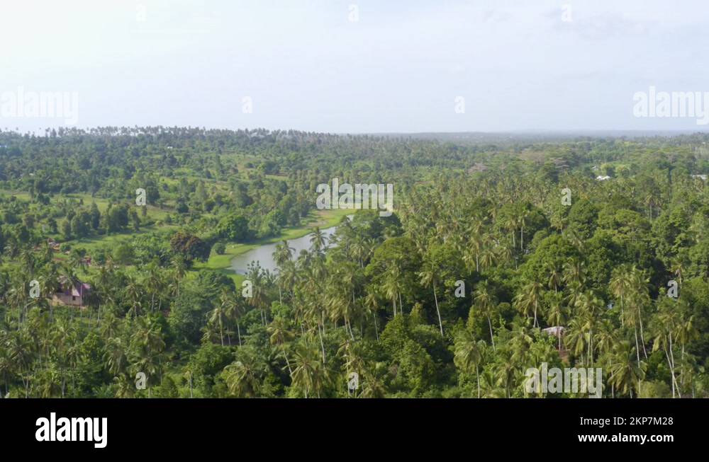 Tropical lowland ecosystem Stock Videos & Footage - HD and 4K Video ...