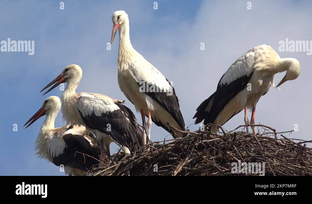 Flock of Storks in Sky, Storks Nest on a Pole, Birds Family Nesting ...