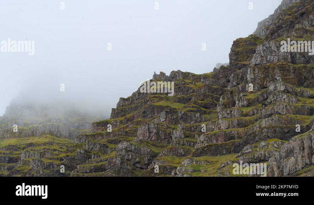 Rock nesting bird Stock Videos & Footage - HD and 4K Video Clips - Alamy