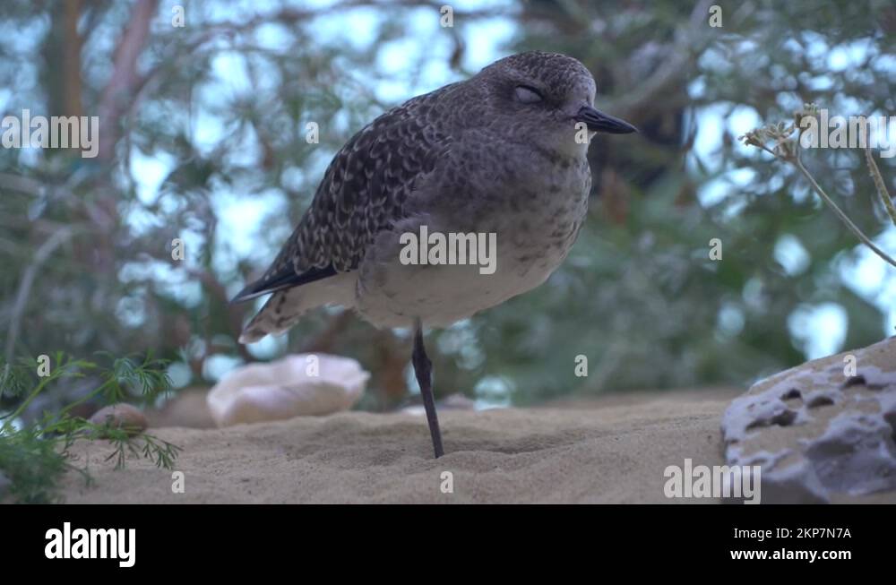 One foot bird Stock Videos & Footage - HD and 4K Video Clips - Alamy
