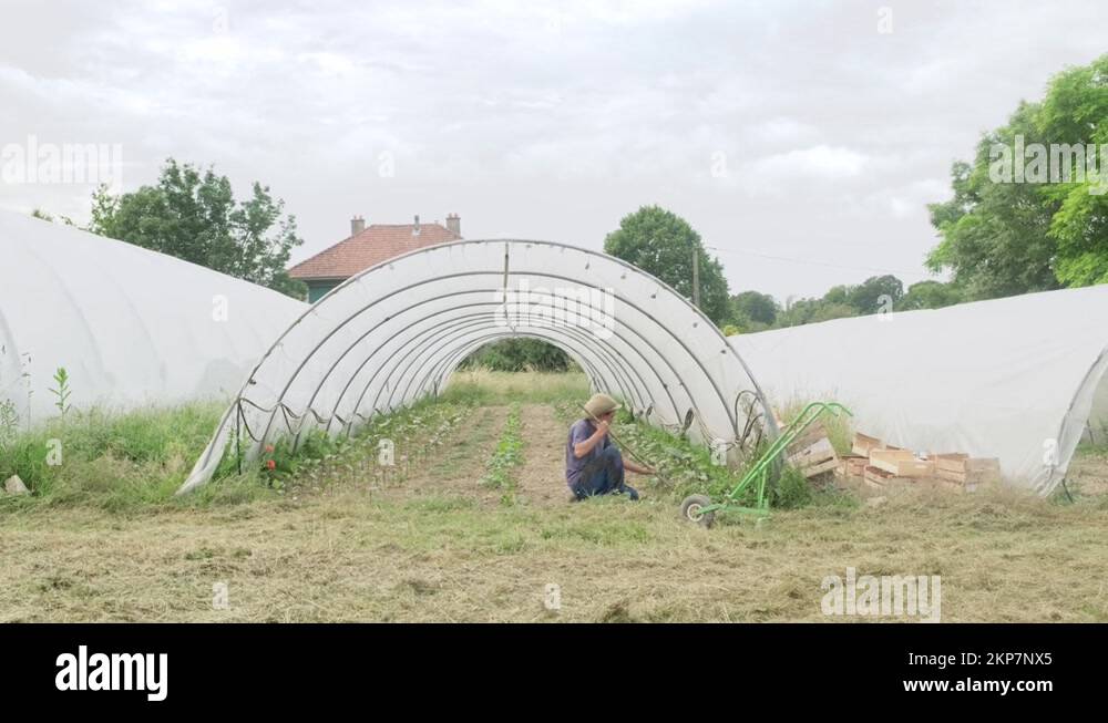 Young farmer working in a green house setting the farm before the ...