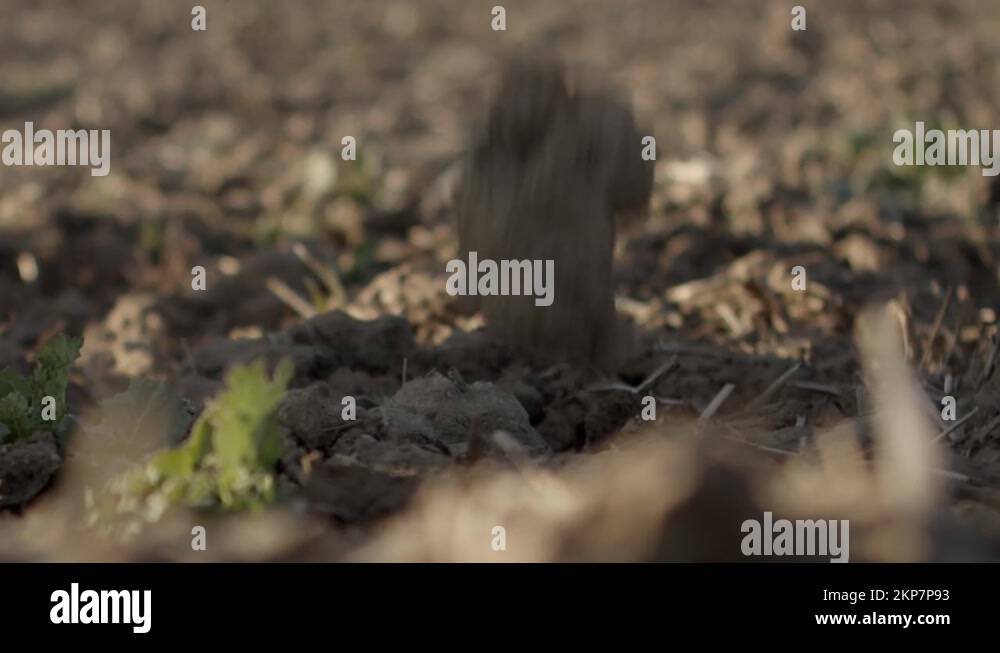 Lump of dirt Stock Videos & Footage - HD and 4K Video Clips - Alamy