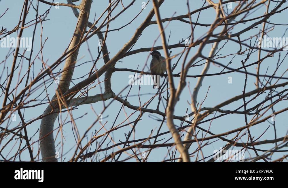 Hidden bird Stock Videos & Footage - HD and 4K Video Clips - Alamy