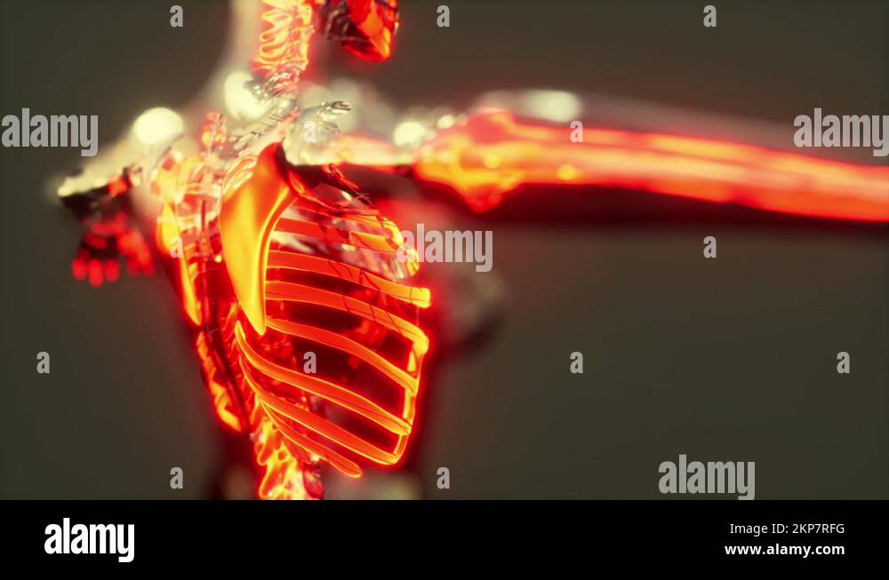 human body skeleton anatomy scan Stock Video Footage - Alamy