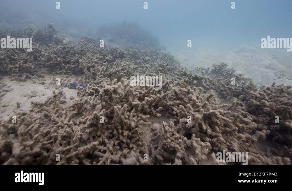Broken coral reef Stock Videos & Footage - HD and 4K Video Clips - Alamy