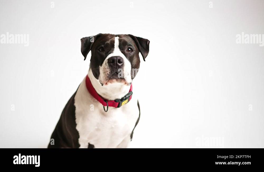 White staffordshire terrier Stock Videos & Footage - HD and 4K Video ...