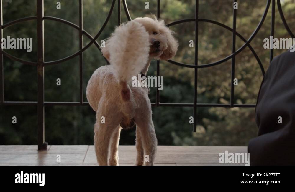 Adult poodle Stock Videos & Footage - HD and 4K Video Clips - Alamy