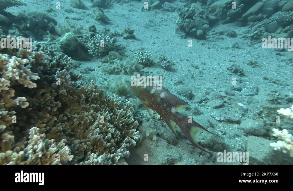 Grouper tail Stock Videos & Footage - HD and 4K Video Clips - Alamy
