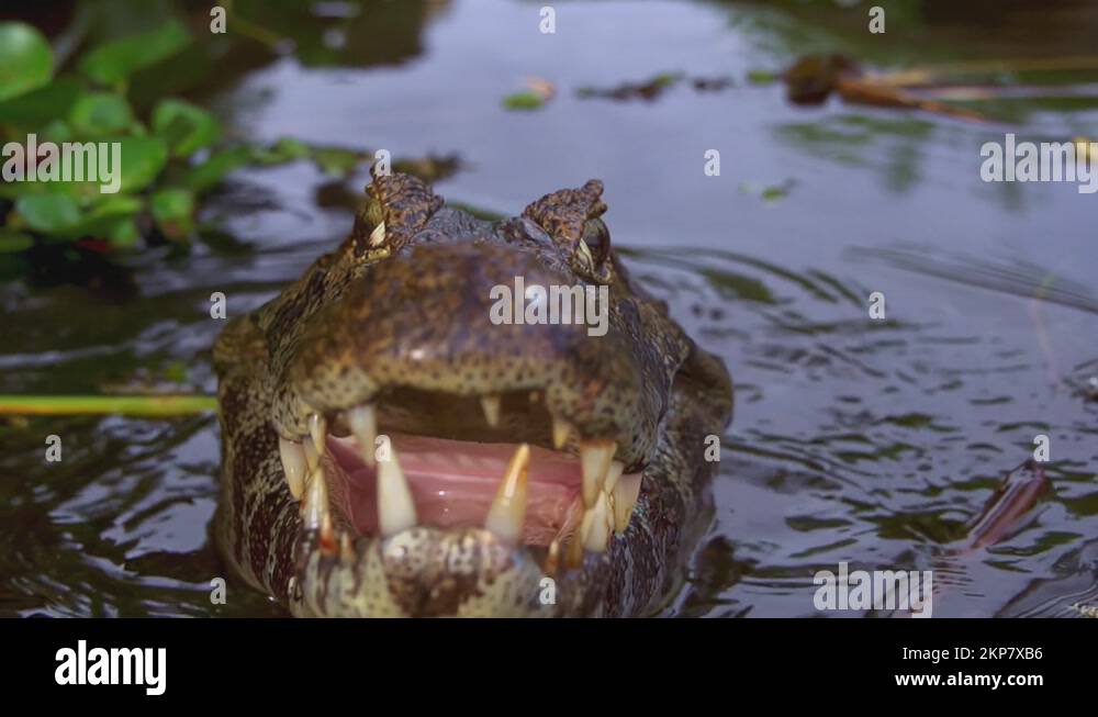 crocodile attack Stock Video Footage - Alamy