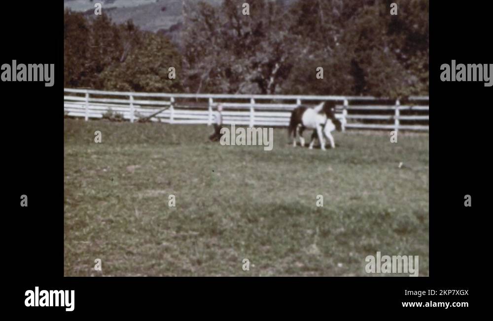1960s: Horse and colt run around a paddock with boy at center. Boy ...