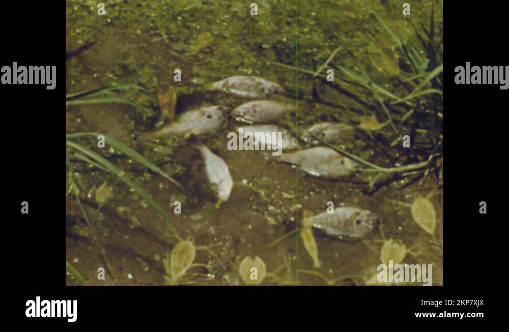 Algae bloom fish Stock Videos & Footage - HD and 4K Video Clips - Alamy