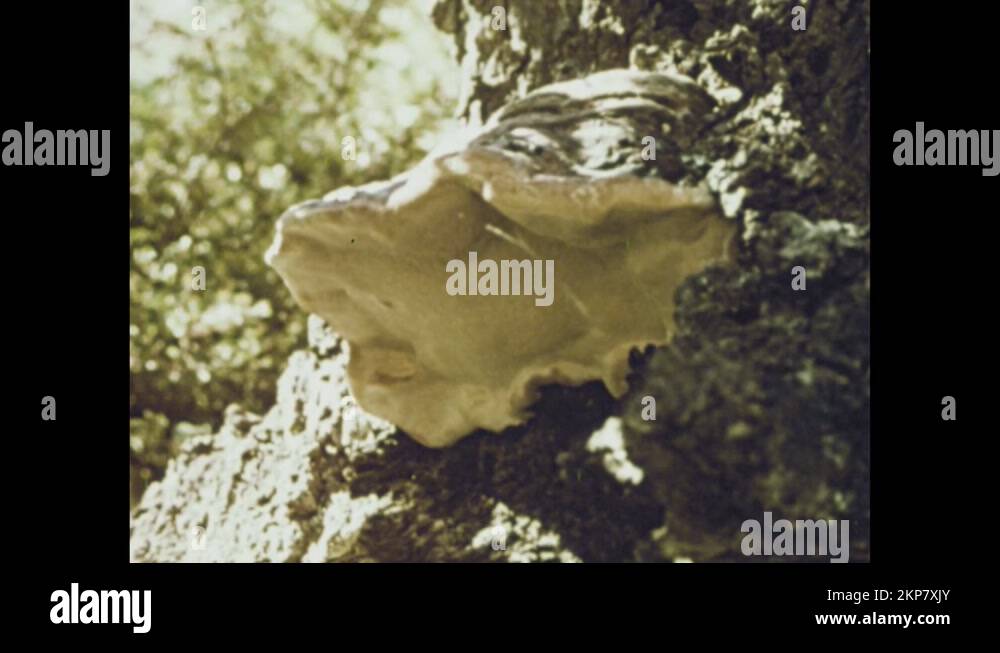 1970s: bracket fungus parasite on tree. Fungus on living tree. Fungus ...