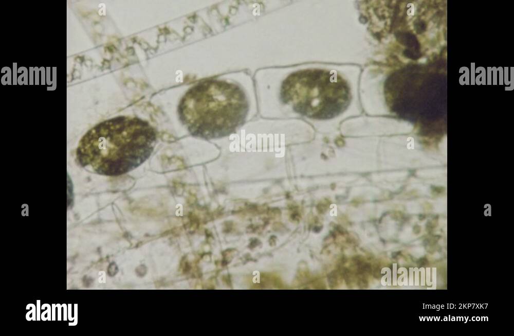 1970s primitive sexual reproduction in green algae. Spirogyra green ...