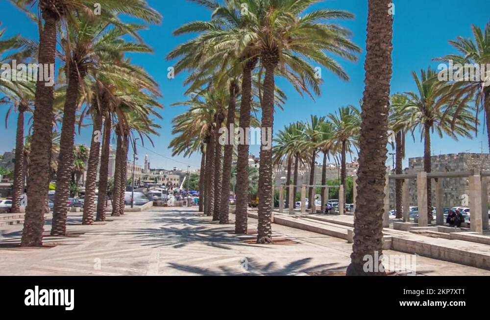 Entrance gate palm trees Stock Videos & Footage - HD and 4K Video Clips ...