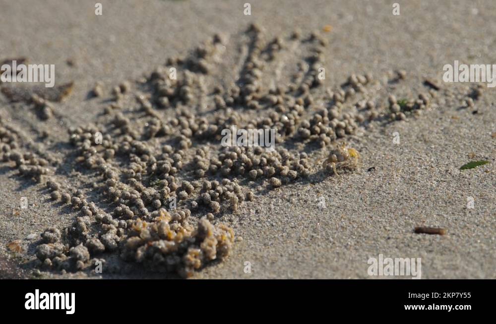 Wild sand crabs Stock Videos & Footage - HD and 4K Video Clips - Alamy