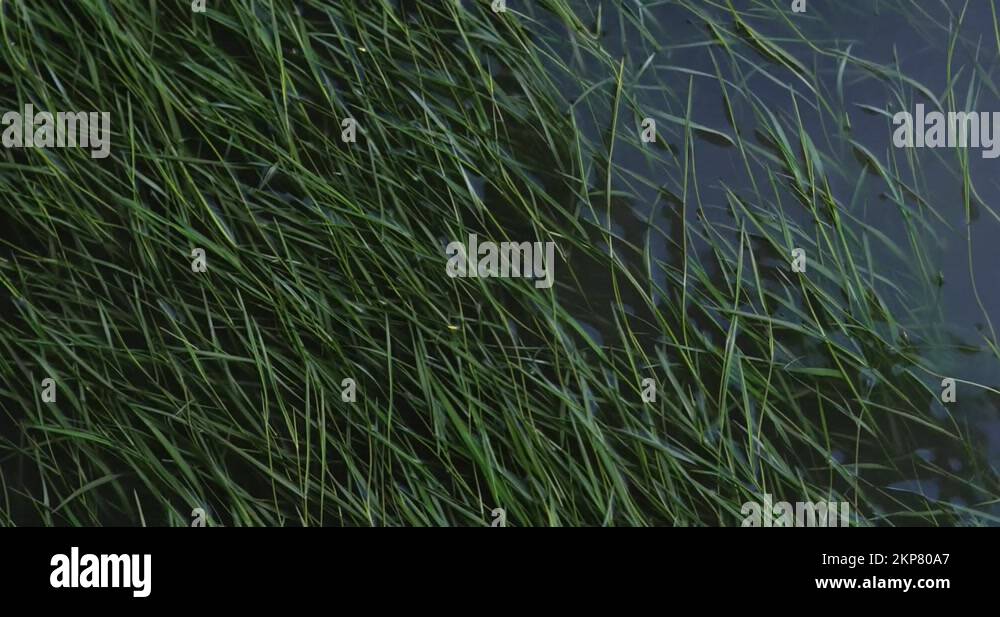 Green water grass Stock Videos & Footage - HD and 4K Video Clips - Alamy