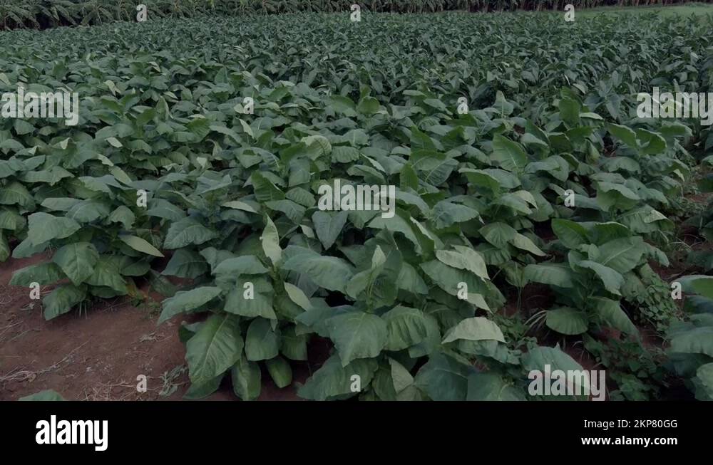 Cultivation of tobacco plants Stock Videos & Footage - HD and 4K Video ...