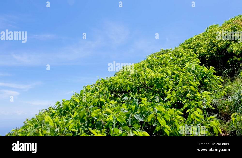 Green fauna Stock Videos & Footage - HD and 4K Video Clips - Alamy