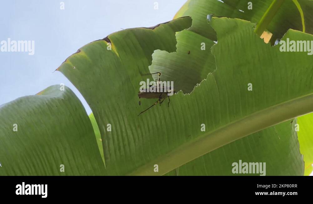 Bugs life cycle Stock Videos & Footage - HD and 4K Video Clips - Alamy