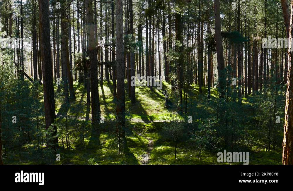 View thetford forest norfolk Stock Videos & Footage - HD and 4K Video ...