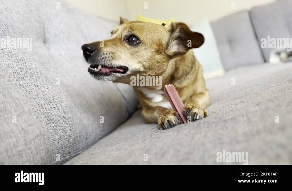 Animal chewing a sofa Stock Videos & Footage - HD and 4K Video Clips ...