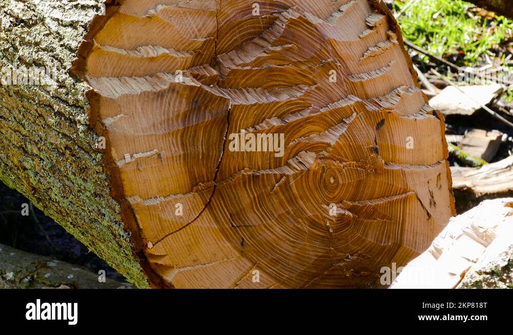 View forest tree trees wood old growth environment Stock Videos ...
