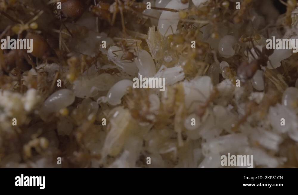 Leaf cutter ants nest Stock Videos & Footage - HD and 4K Video Clips ...