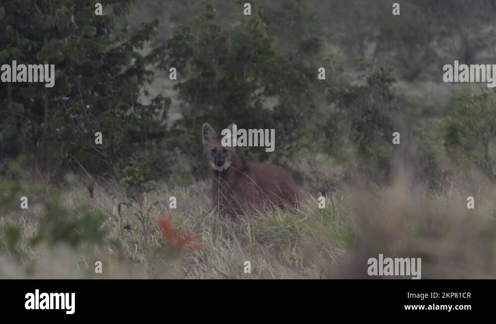 Maned wolf in Cerrado Savannah enters and leaves frame on beautiful ...