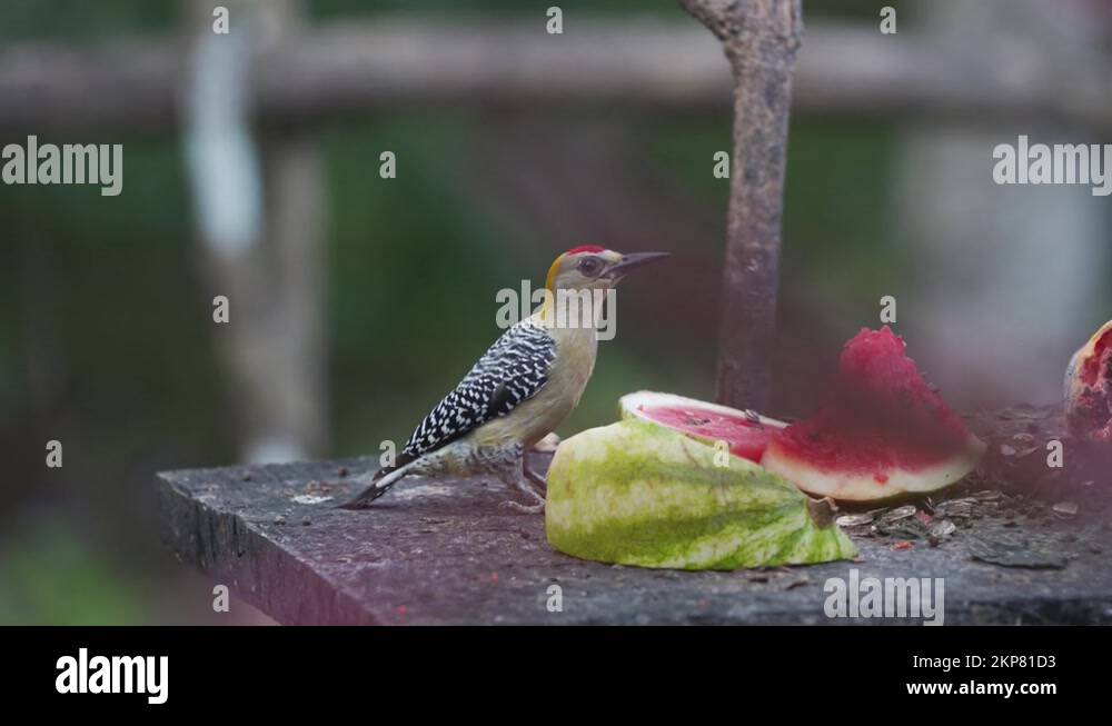 Watermelon and red birds Stock Videos & Footage - HD and 4K Video Clips ...