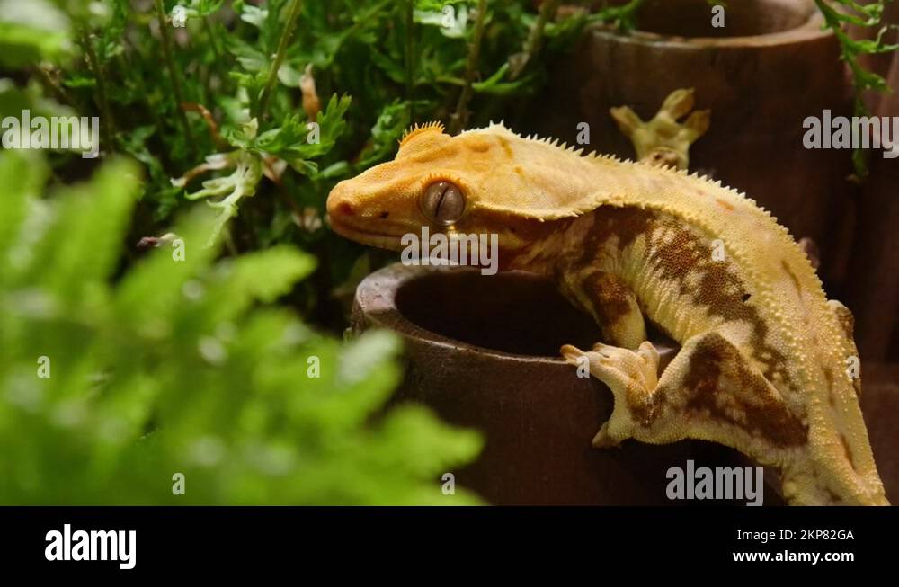 Animal retina Stock Videos & Footage - HD and 4K Video Clips - Alamy