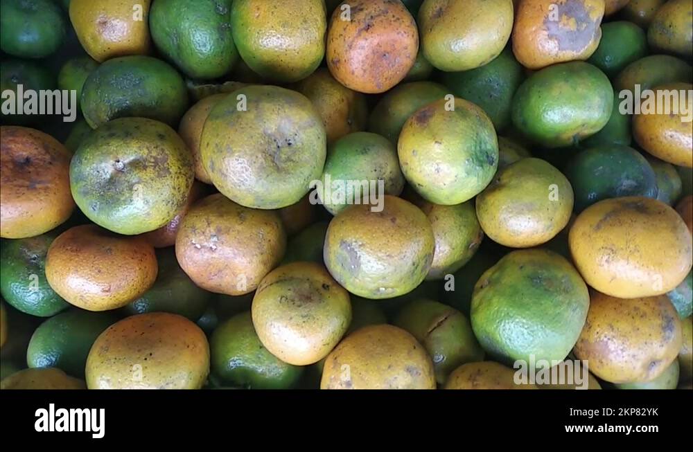 Sunlight for citrus plants Stock Videos & Footage - HD and 4K Video ...