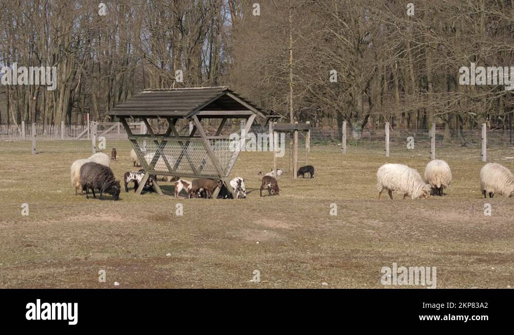 Lambs in sheepfold Stock Videos & Footage - HD and 4K Video Clips - Alamy