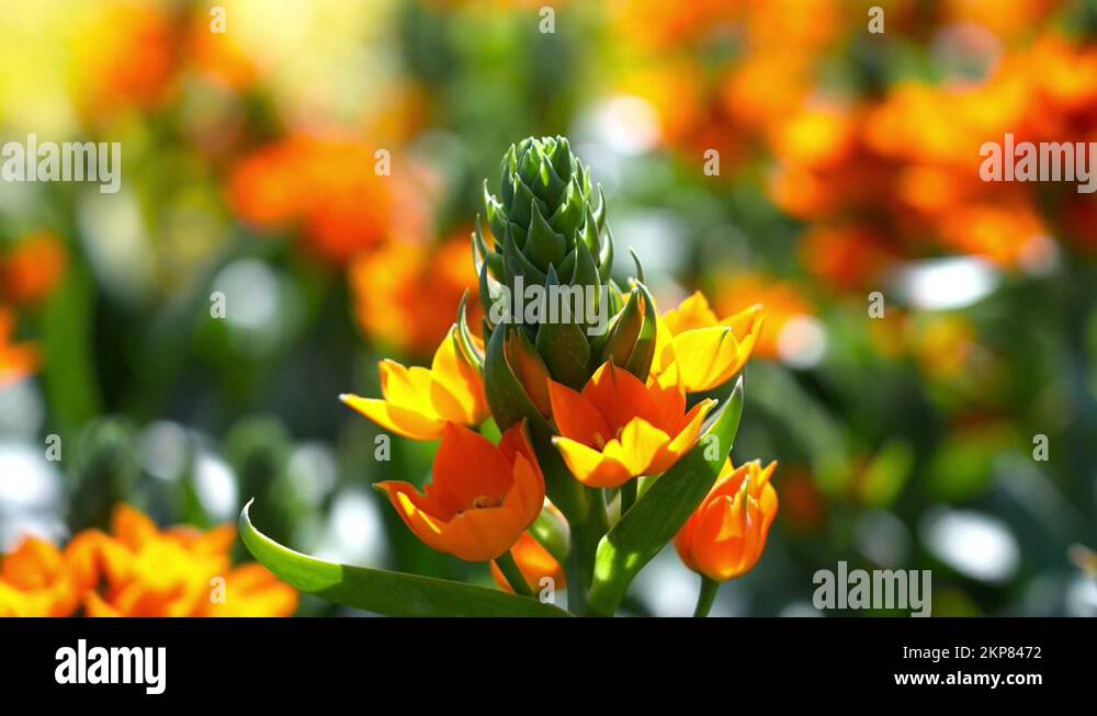 Isolated flower cluster Stock Videos & Footage - HD and 4K Video Clips ...