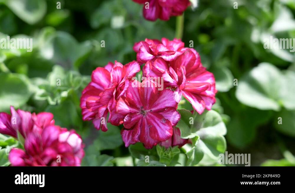 Geranium cluster Stock Videos & Footage - HD and 4K Video Clips - Alamy